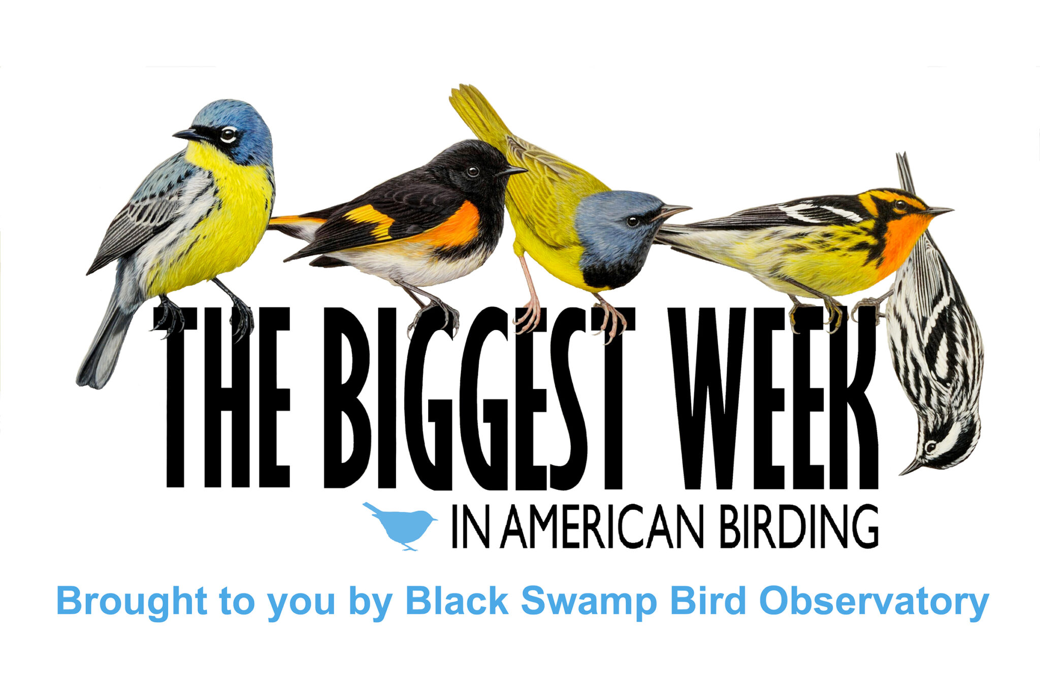 Area’s spring bird migration offers front row seat to all - Toledo City ...